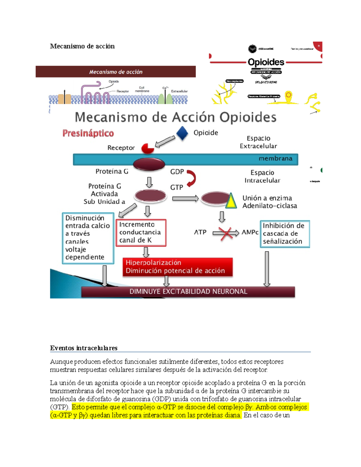 Mecanismo de acción opiodes - Mecanismo de acción Eventos intracelulares Aunque producen efectos ...