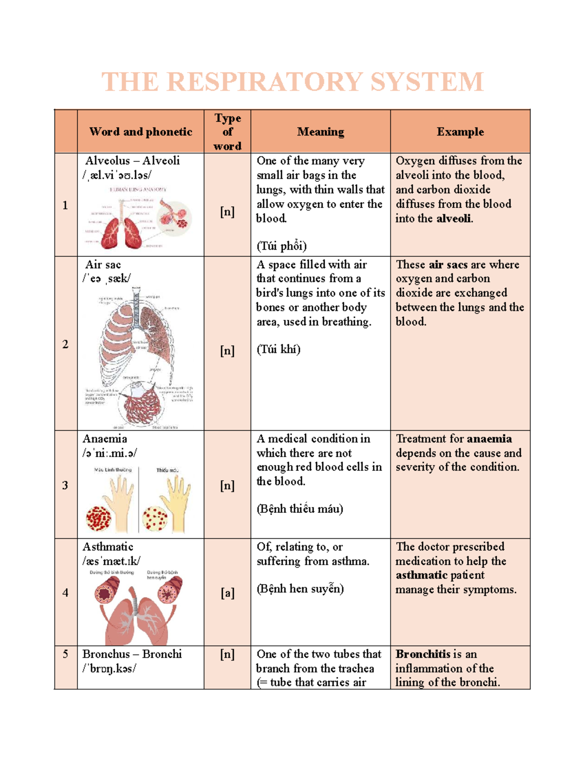 Respiratory System Overview: Key Terms and Definitions for Study - Studocu