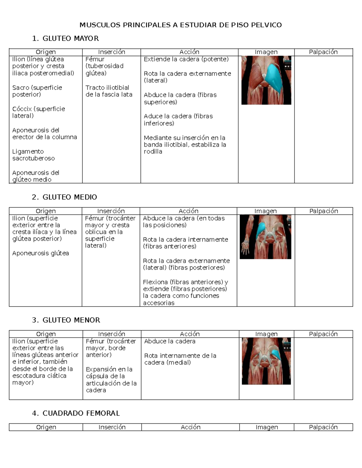 MUSCULOS PRINCIPALES A ESTUDIAR DE PISO PELVICO Y MIEMBRO INFERIOR ...