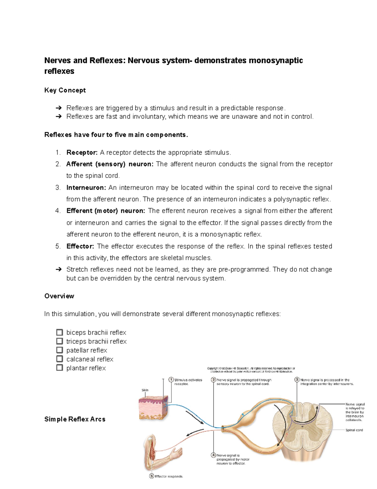 Anatomy & Physiology (BIO 101) - Nerves, Reflexes & Vision Overview ...
