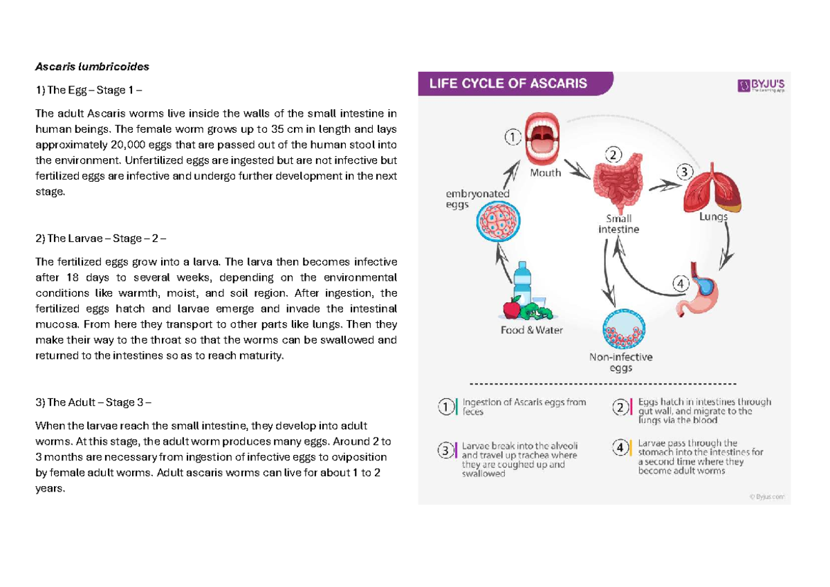 Nematode Life Cycle Stages: Ascaris & Strongyloides (PARA 101) - Studocu