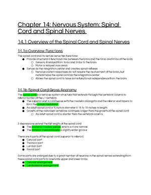 Chapter 13: Nervous System: Brain and Cranial Nerves - 13 Brain ...