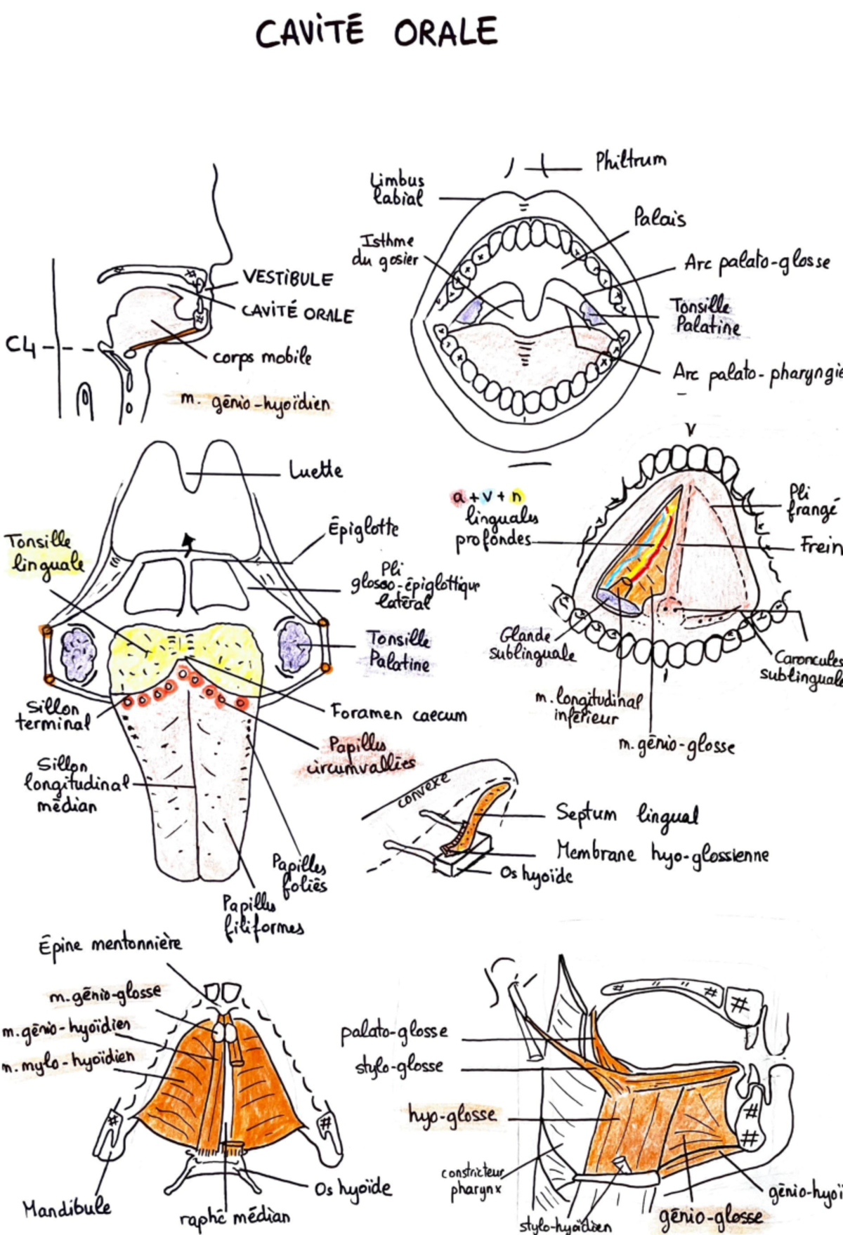 Cavité Orale - LAS1 - Anatomie générale - C'Ji,é ORALE VESTi8ULE ...