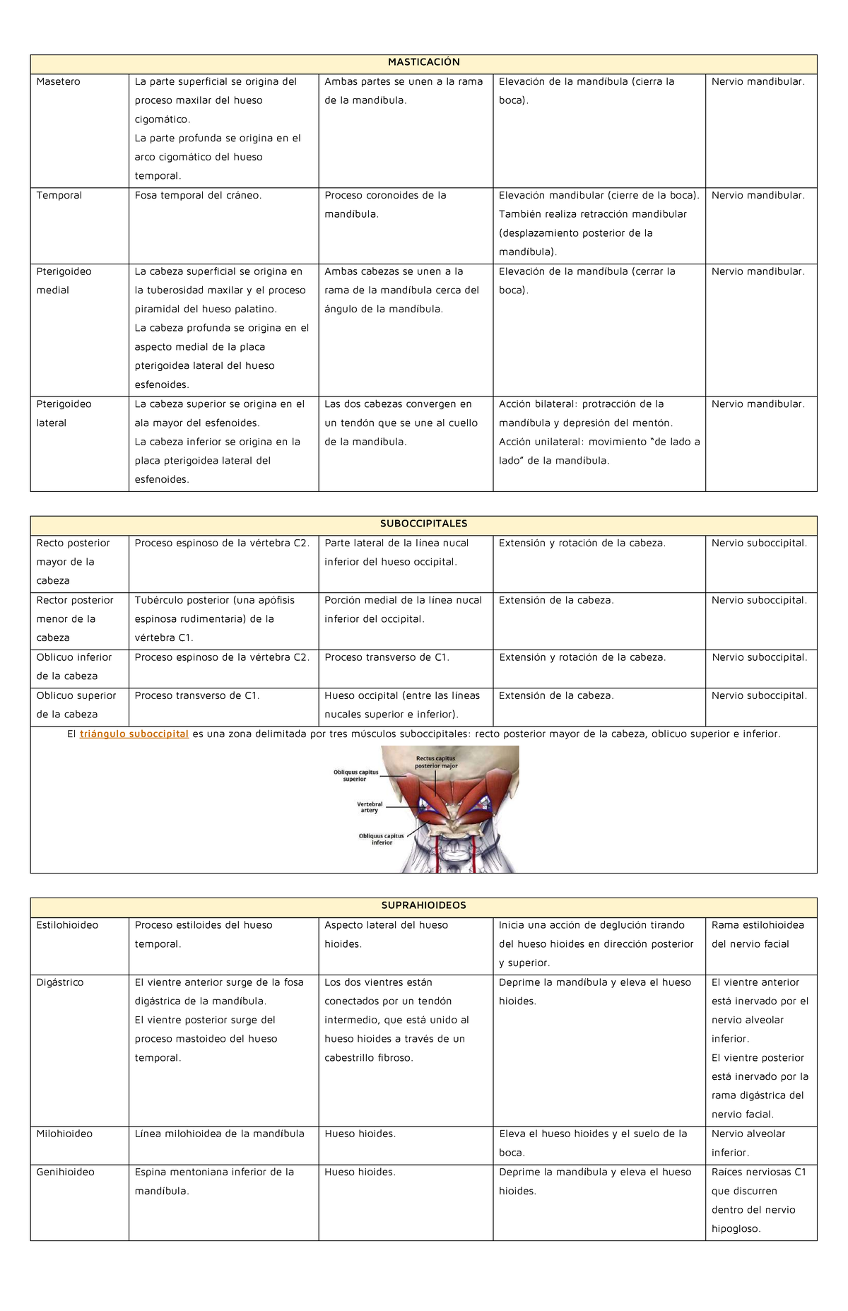 Músculos de la Cabeza y Cuello: Anatomía y Funciones Esenciales - Studocu