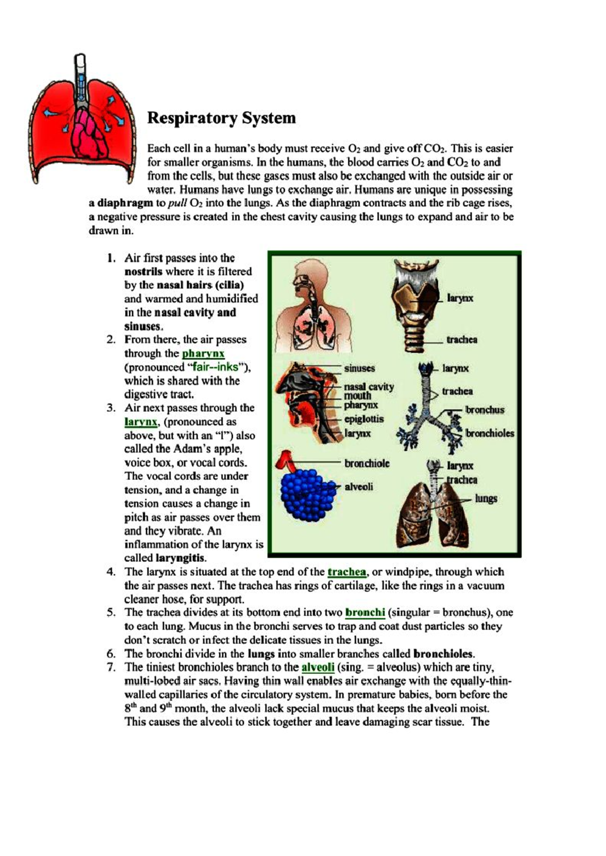 Respiratory System - Lecture Notes on Human Gas Exchange Mechanism ...
