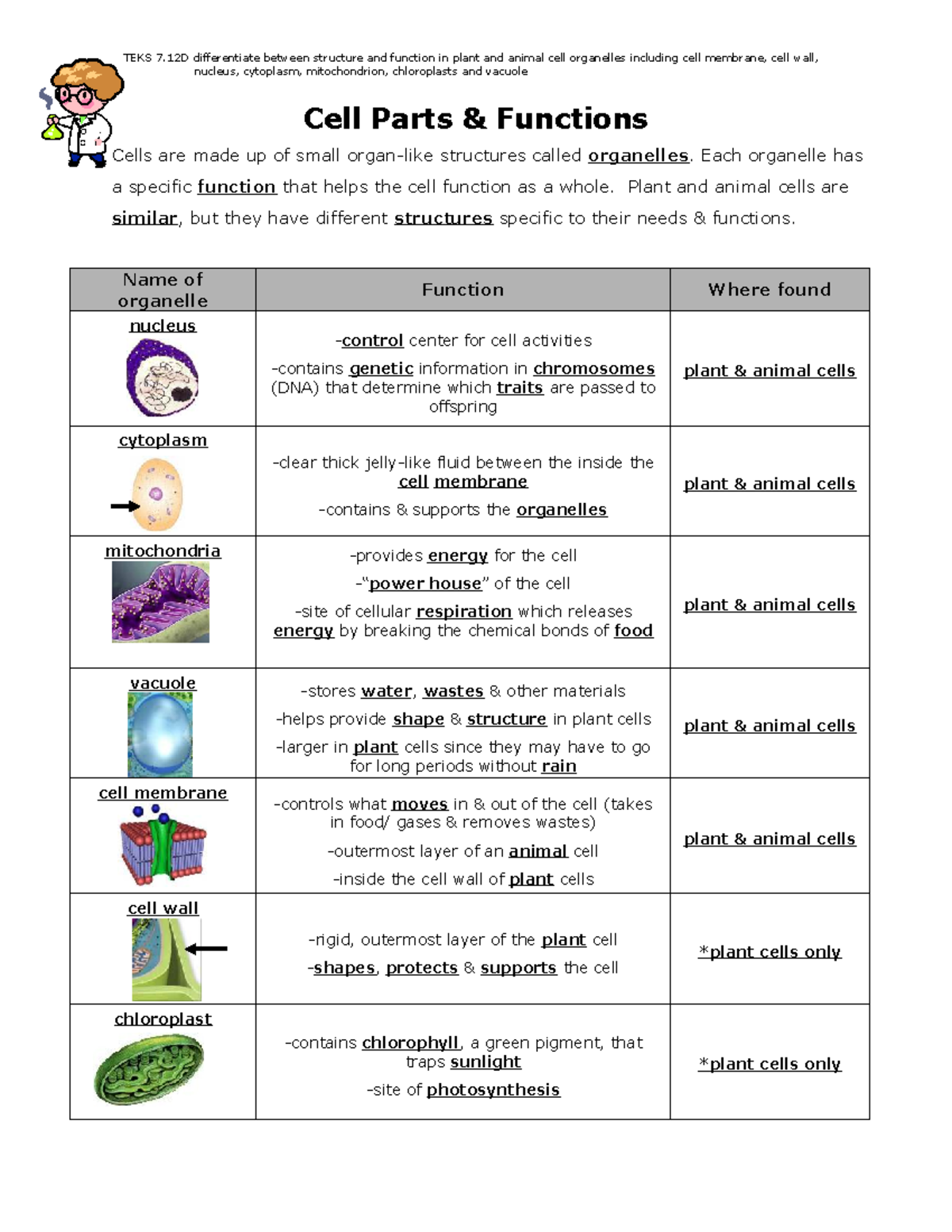 TEKS 7.12D: Structure and Function of Plant and Animal Cell Organelles ...