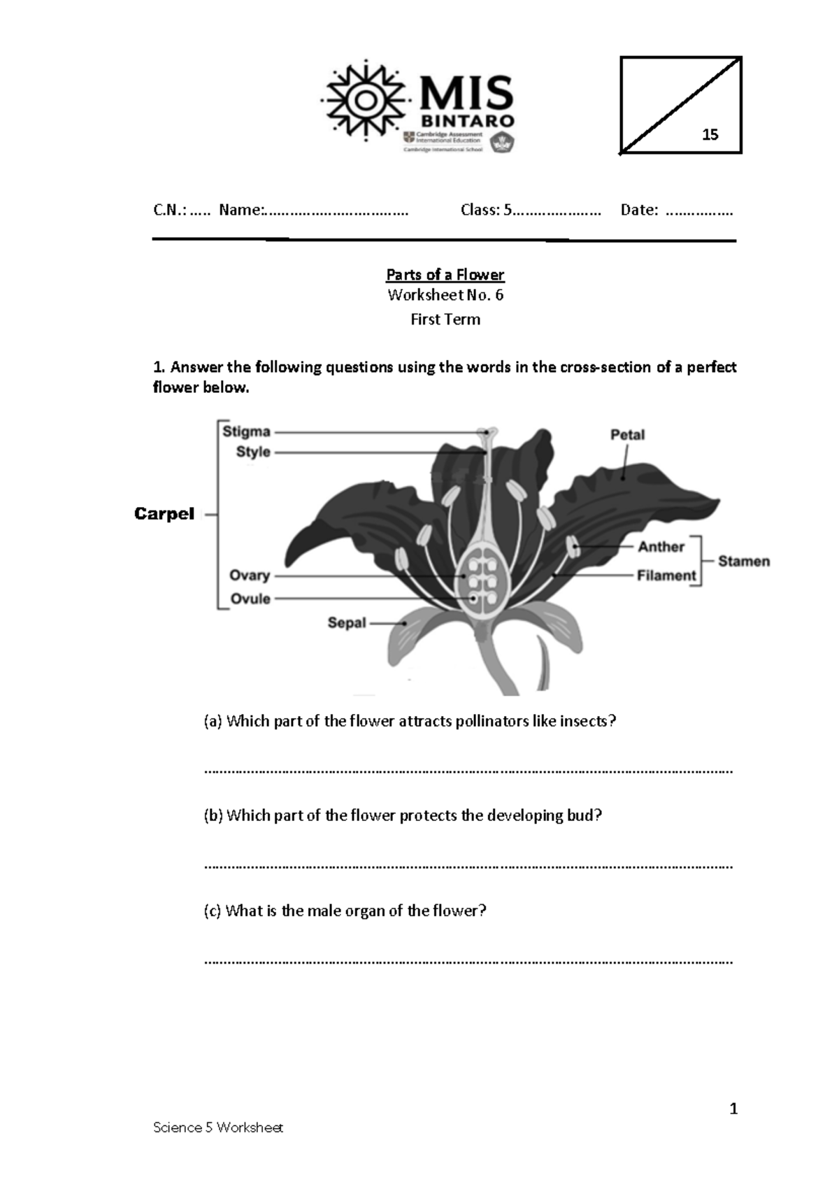 Flower Anatomy Worksheet Answers Parts Of A Flower Worksheets