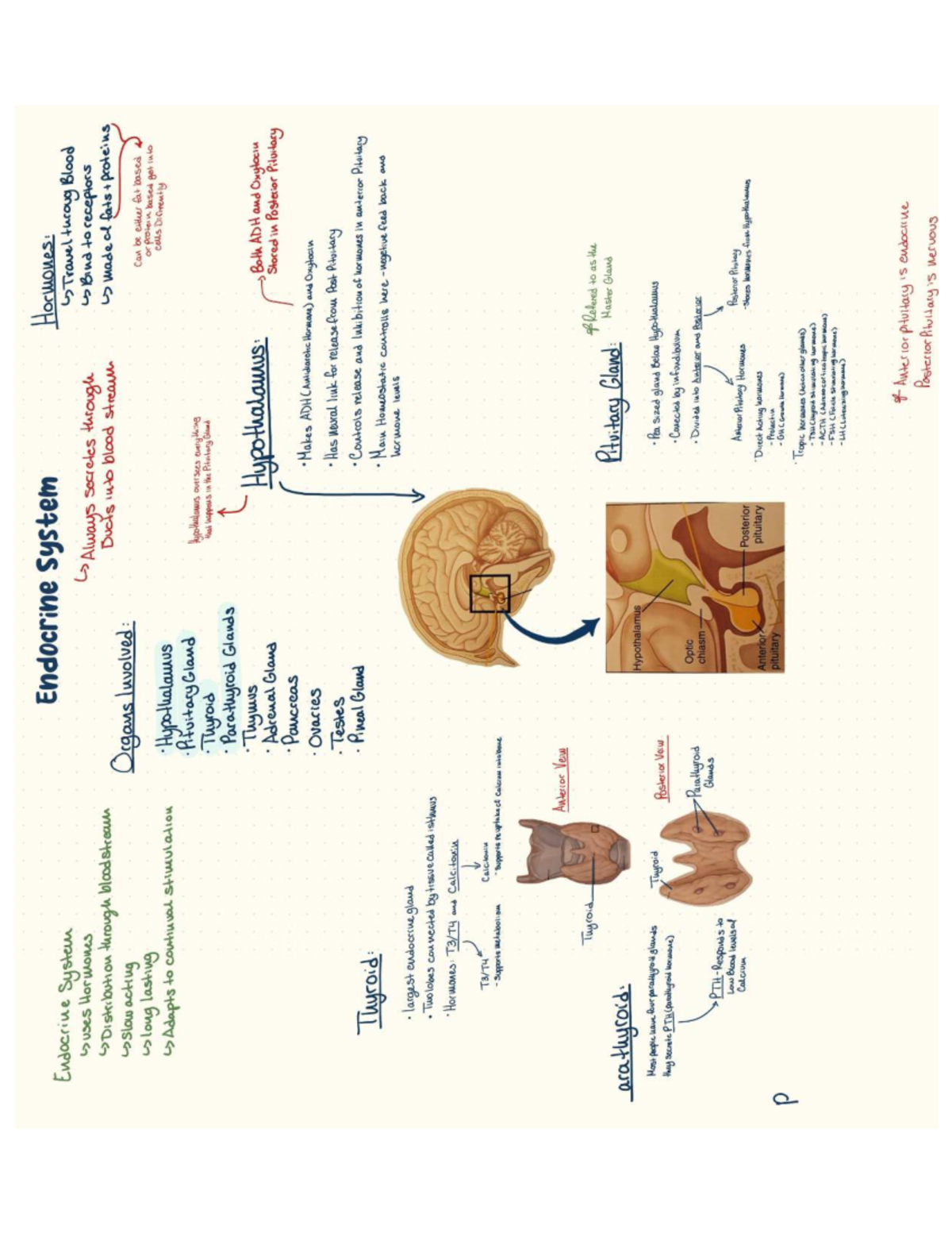 Endocrine System Overview: Hormones and Glands Explained - Studocu