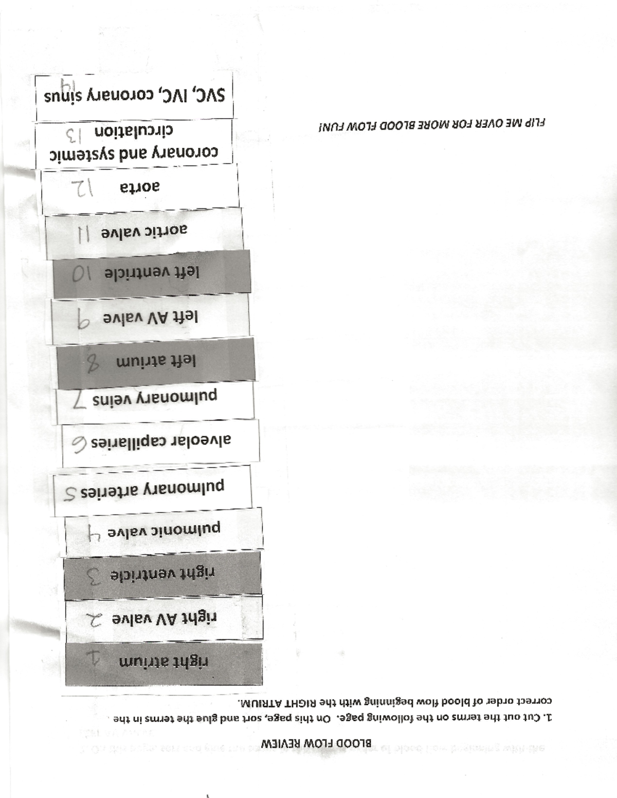 BLOOD FLOW REVIEW: Complete Sorting of Blood Circulation Steps - Studocu