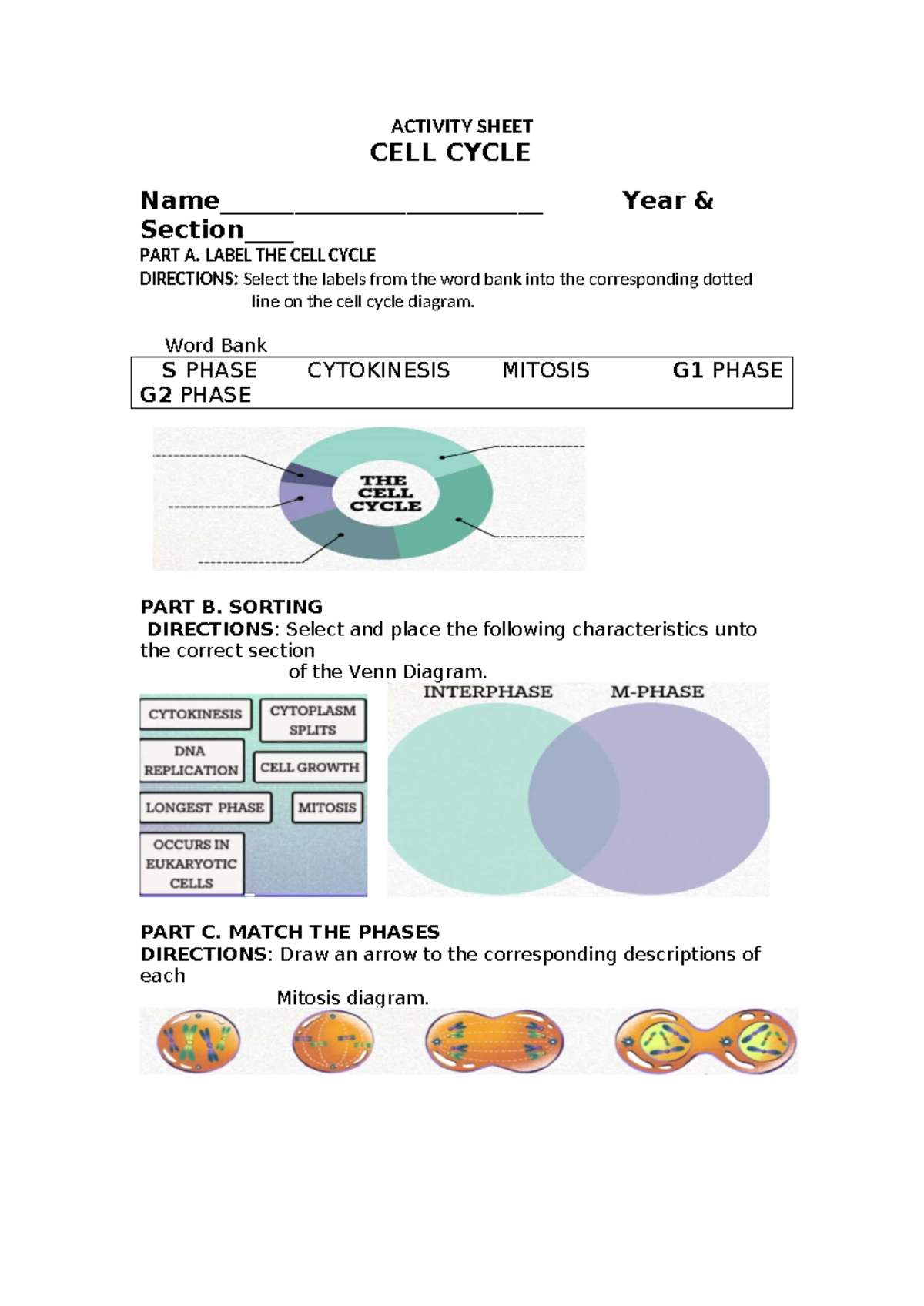 Activity Sheet: Cell Cycle Overview and Labeling (Biology) - Studocu