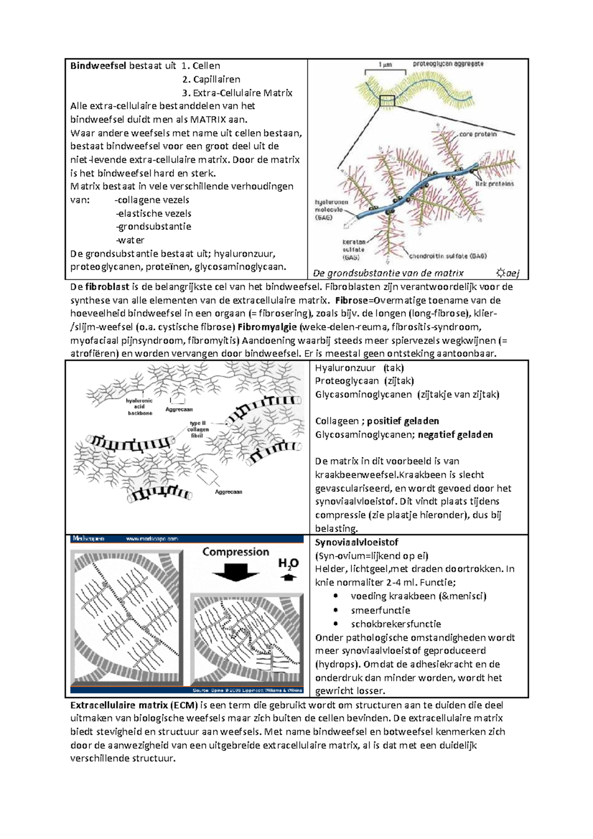 Bindweefsel Matrix & Proteoglycanen: Functies en Kenmerken - Studeersnel