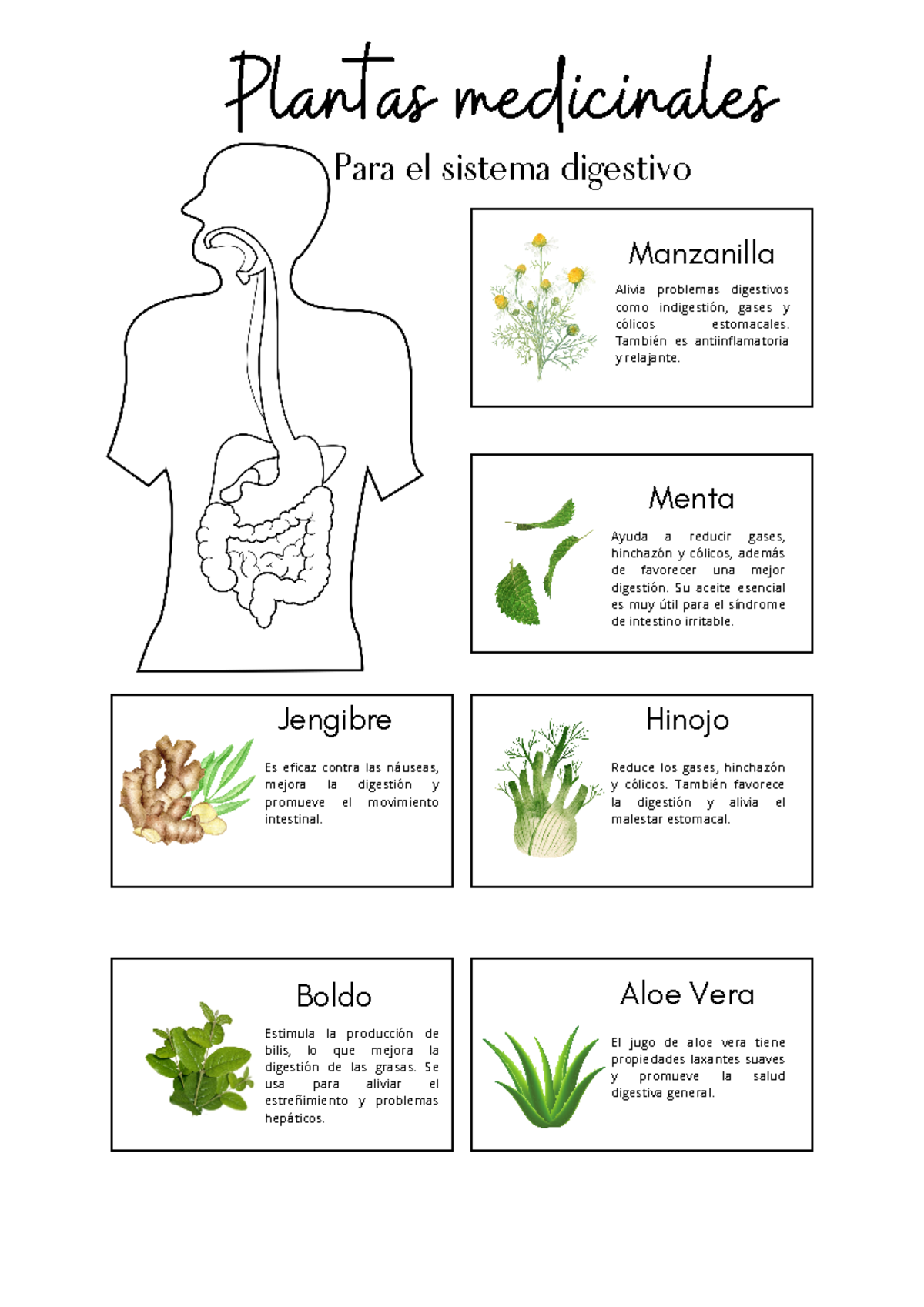 Plantas medicinales - hola - Plantas medicinales Para el sistema ...