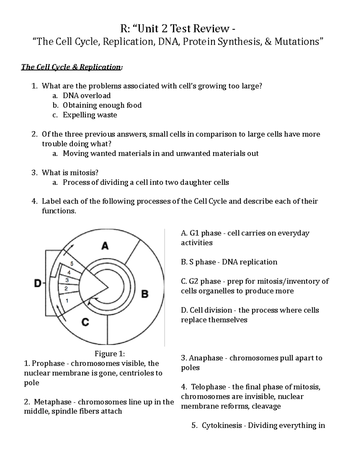 Unit 2 Test Review: Cell Cycle, DNA Synthesis, & Mutations Insights ...