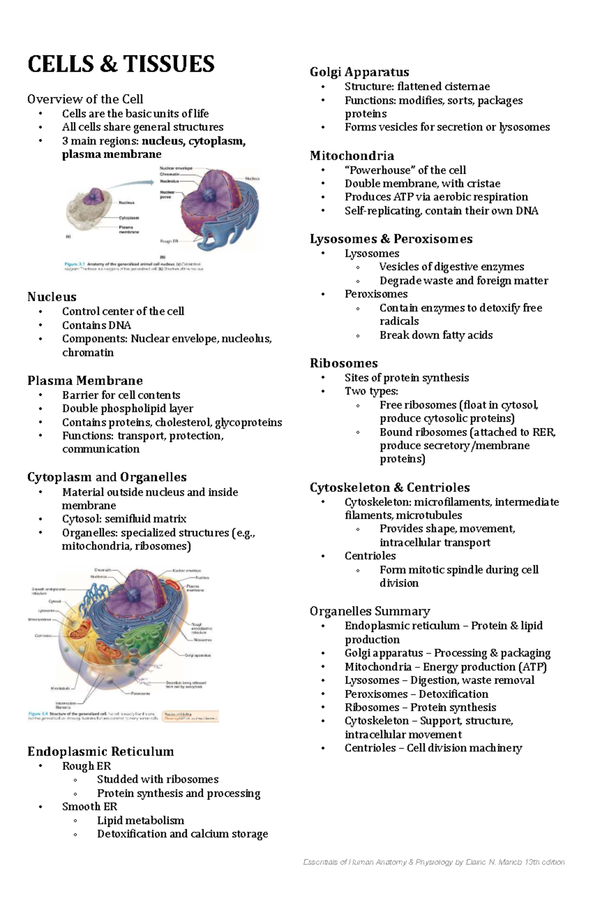 Essentials of Human Anatomy & Physiology: Cells and Tissues Overview (A ...