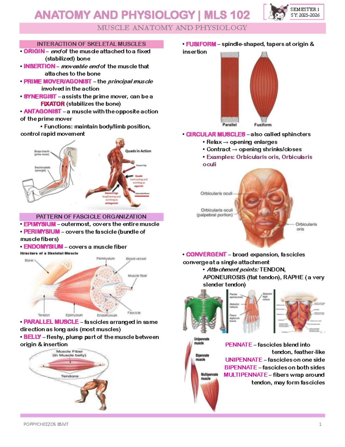 Muscle Anatomy and Physiology: MLS 102 Semester 1 Study Guide - Studocu