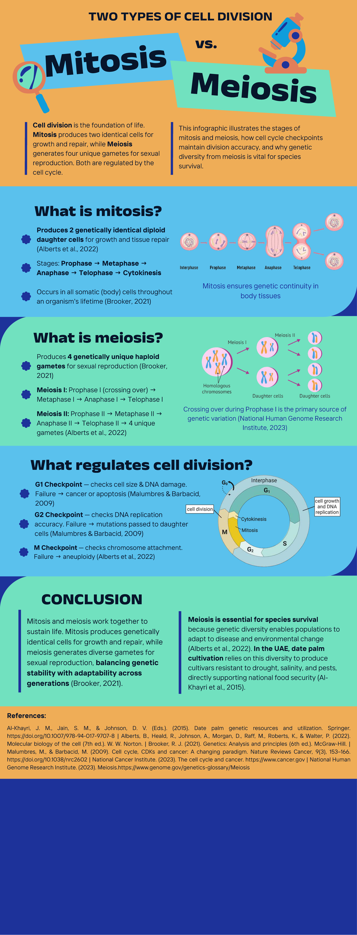Types of Cell Division: Mitosis vs. Meiosis Infographic - Studocu