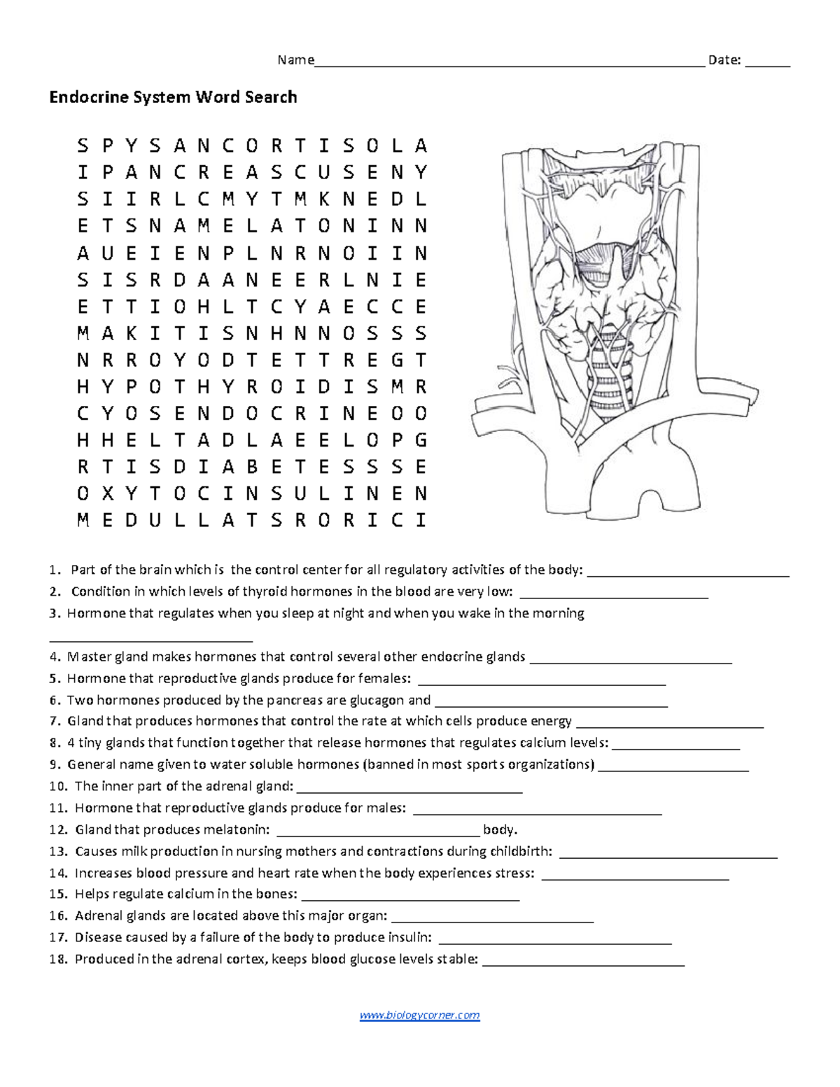 Endocrine System Word Search Activity for Biology - Quiz - Studocu