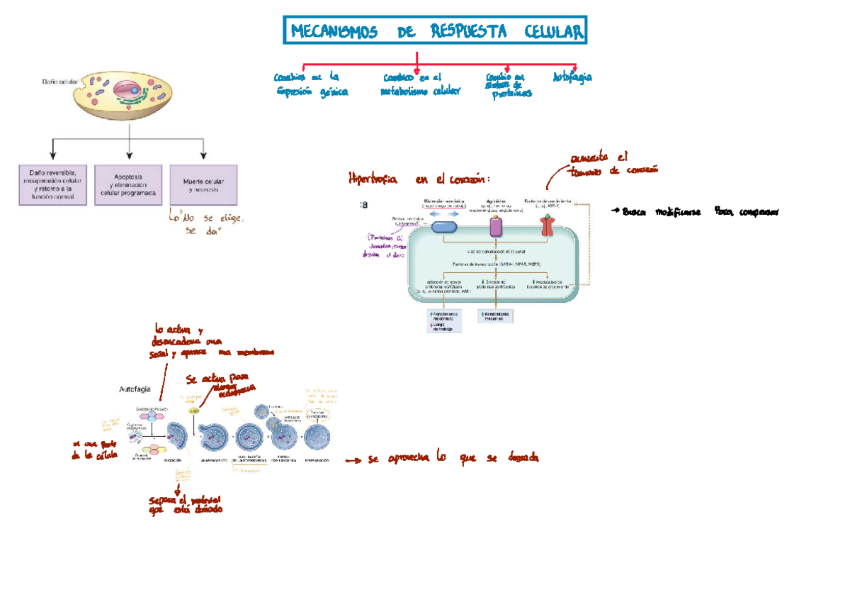 MECANISMOS DE RESPUESTA CELULAR: Mapa de Cambios Genéticos - Studocu