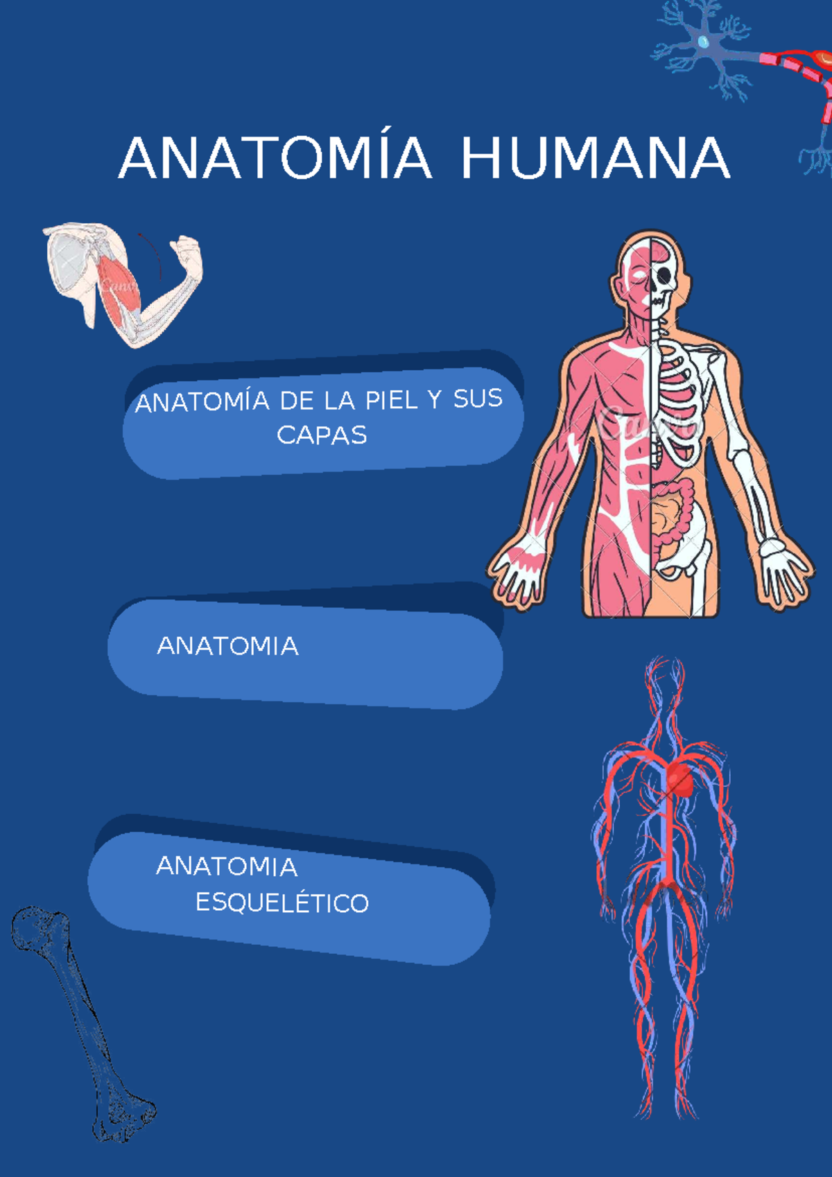 Definición de Anatomía y sus Ramas: Estudio de la Estructura Humana ...