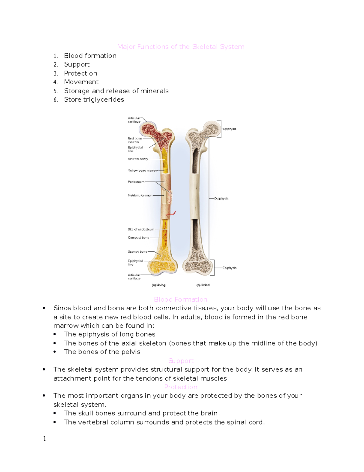 Edapt week 6 - Major Functions of the Skeletal System Blood formation ...