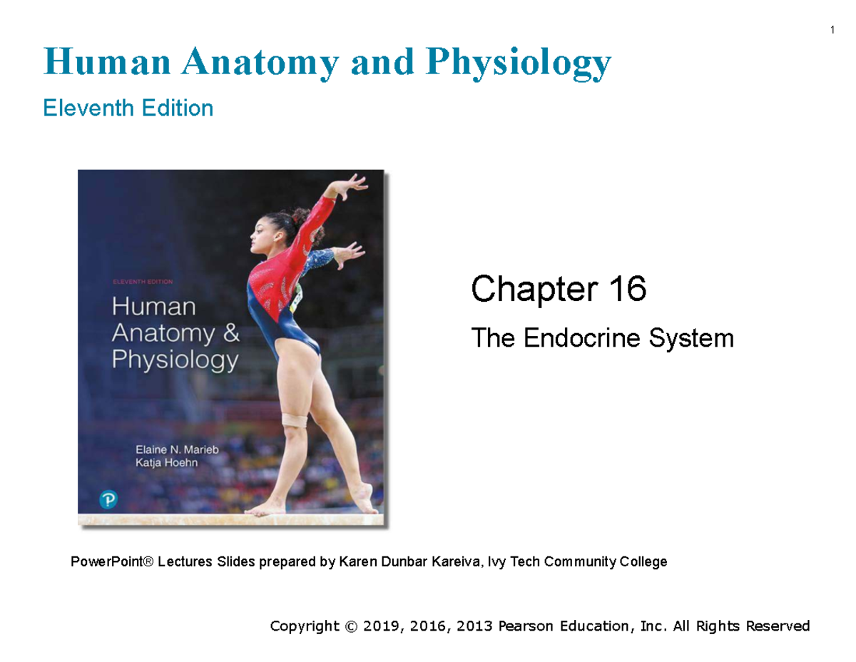 Human Anatomy and Physiology: Chapter 16 - The Endocrine System - Studocu