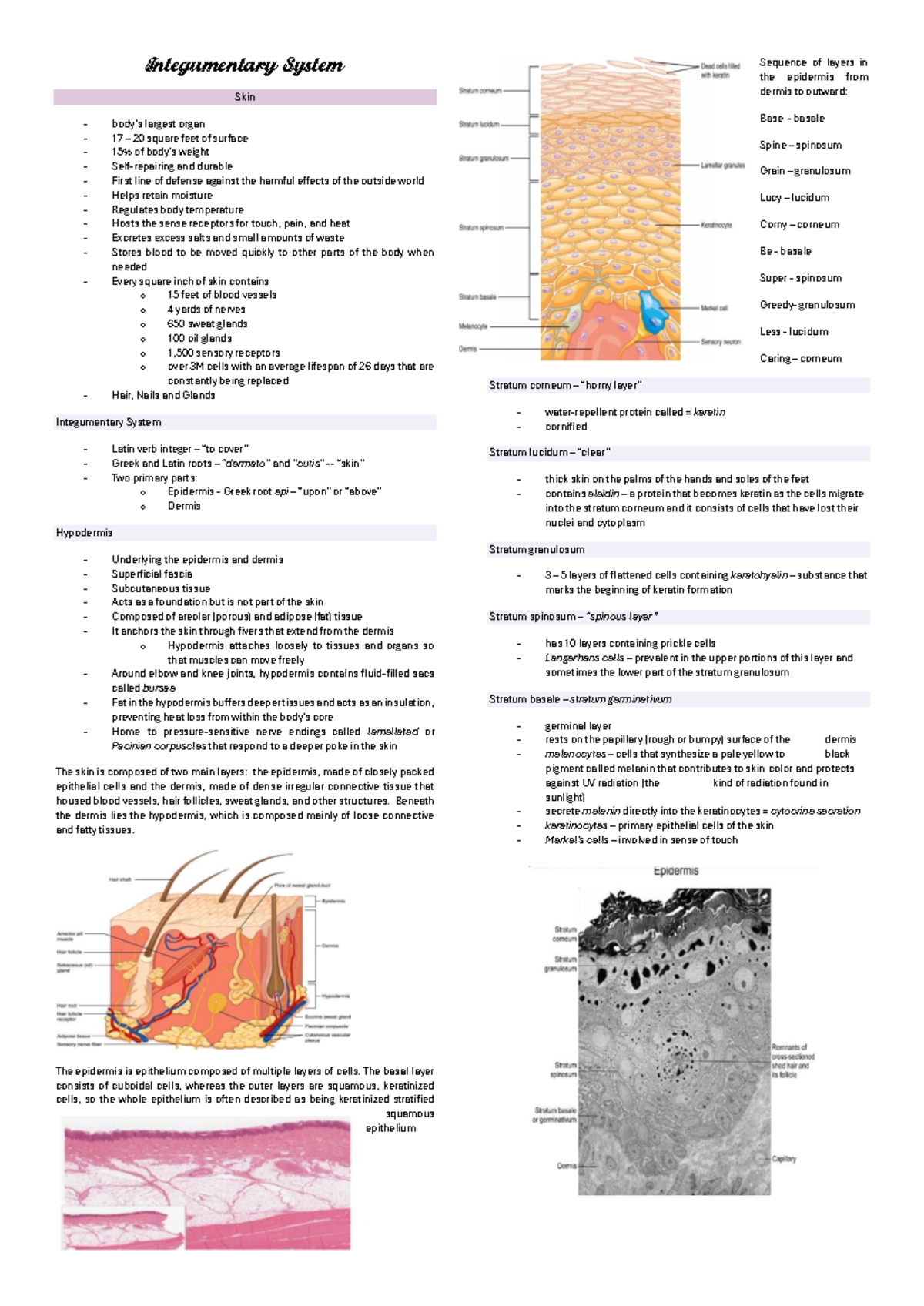 Integumentary System Overview: Layers, Functions, and Disorders (PSY ...