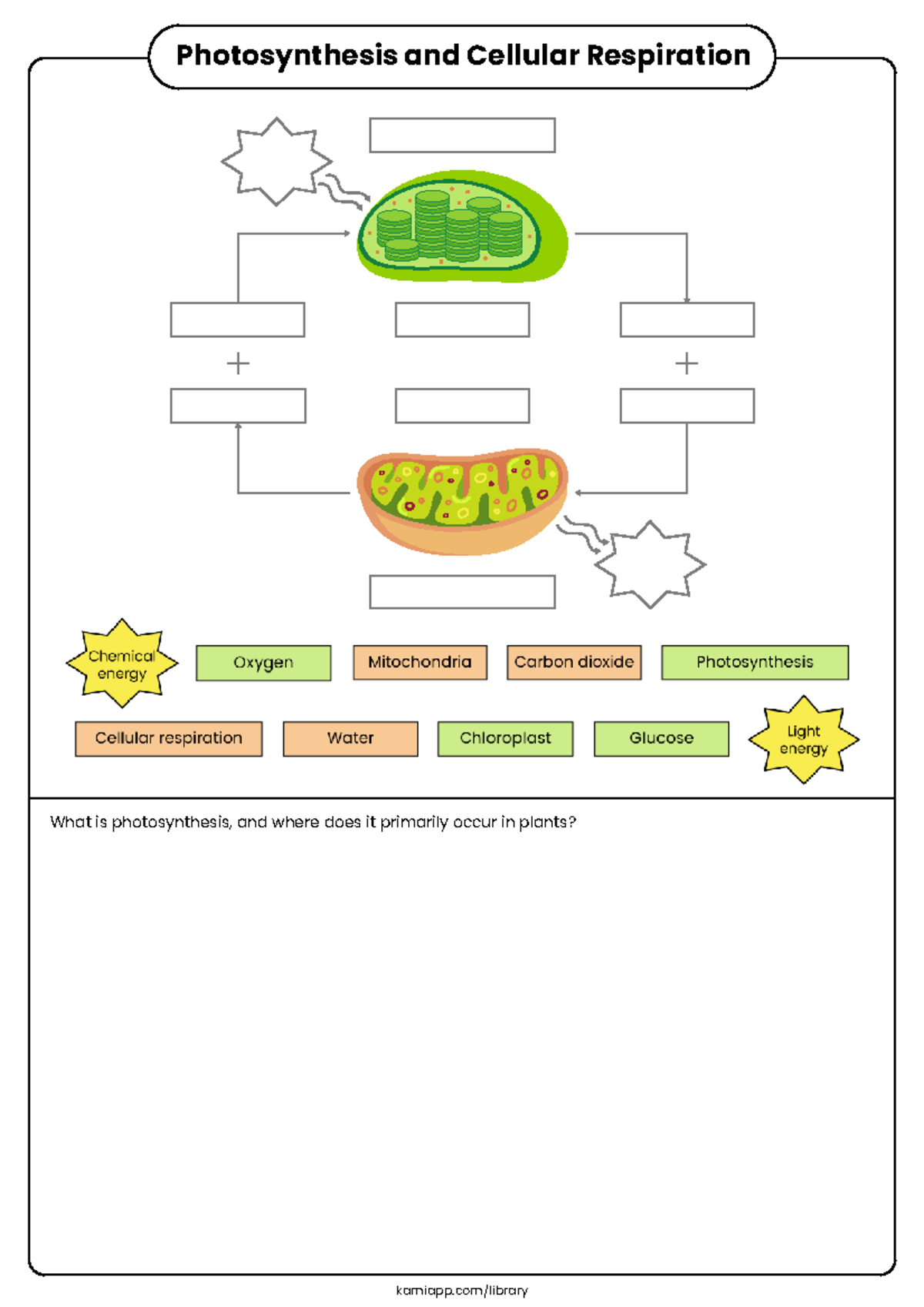 Photosynthesis and Cell Respiration - GS21 1132 - What is ...
