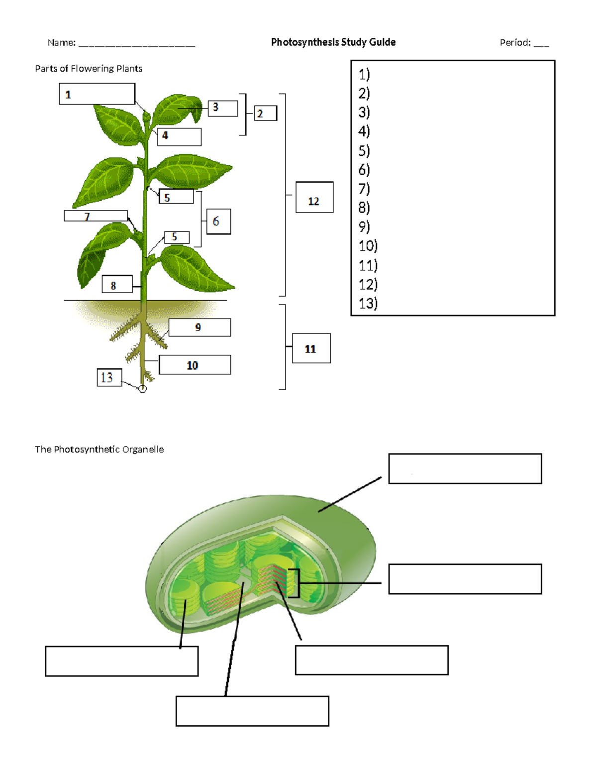 Fill in the blank Study Guide Plant Parts, and Photosynthesis - Name