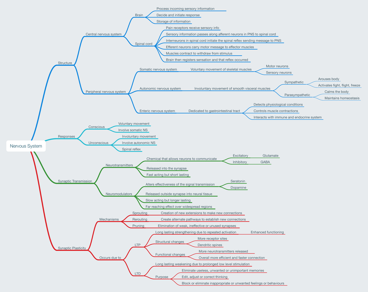 VCE Psychology Unit 3: Nervous System Functioning Flow Chart - Studocu