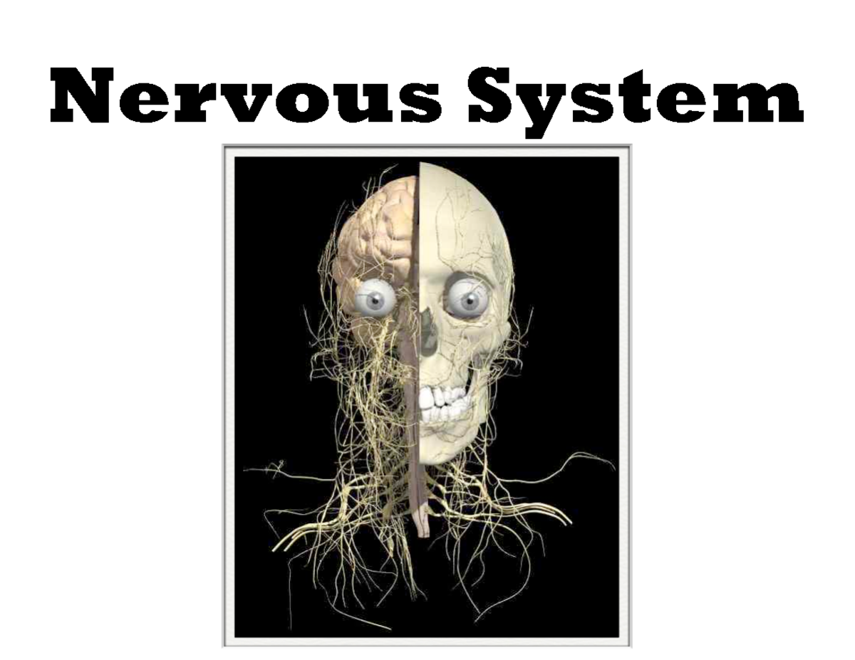 PDF - U4L2 - Nervous System - Nervous System The Nervous System Nervous ...