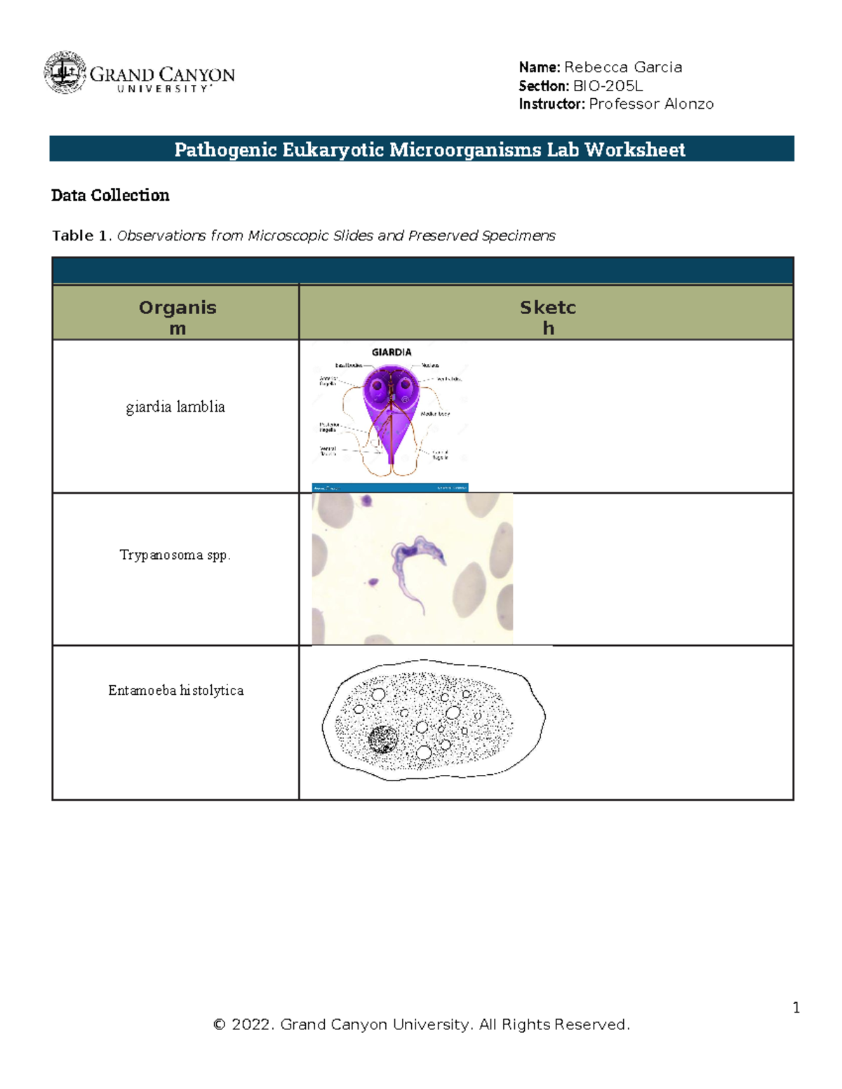 BIO-205L Lab 13: Pathogenic Eukaryotic Microorganisms Overview - Studocu