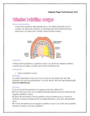 Anatomía topográfica región labial - Región Labial 1. Limites Arriba ...