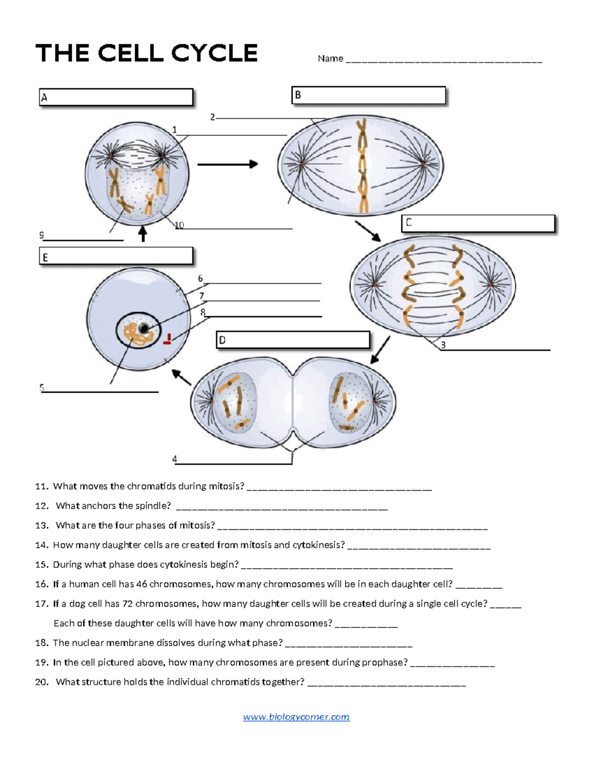 Cell Cycle Labeling - THE CELL CYCLE Name ...