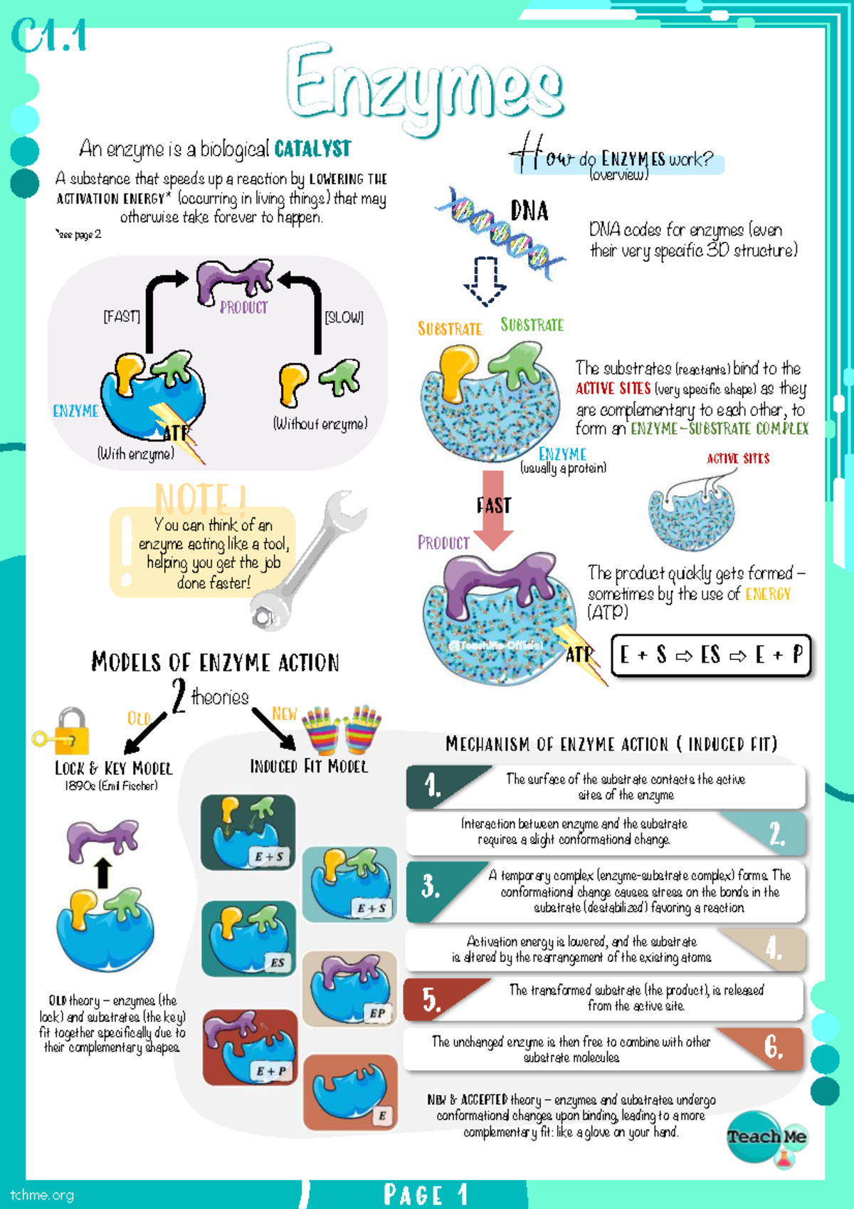 C1.1 Biological Catalysts: Enzymes, Mechanisms, and Reactions Notes ...
