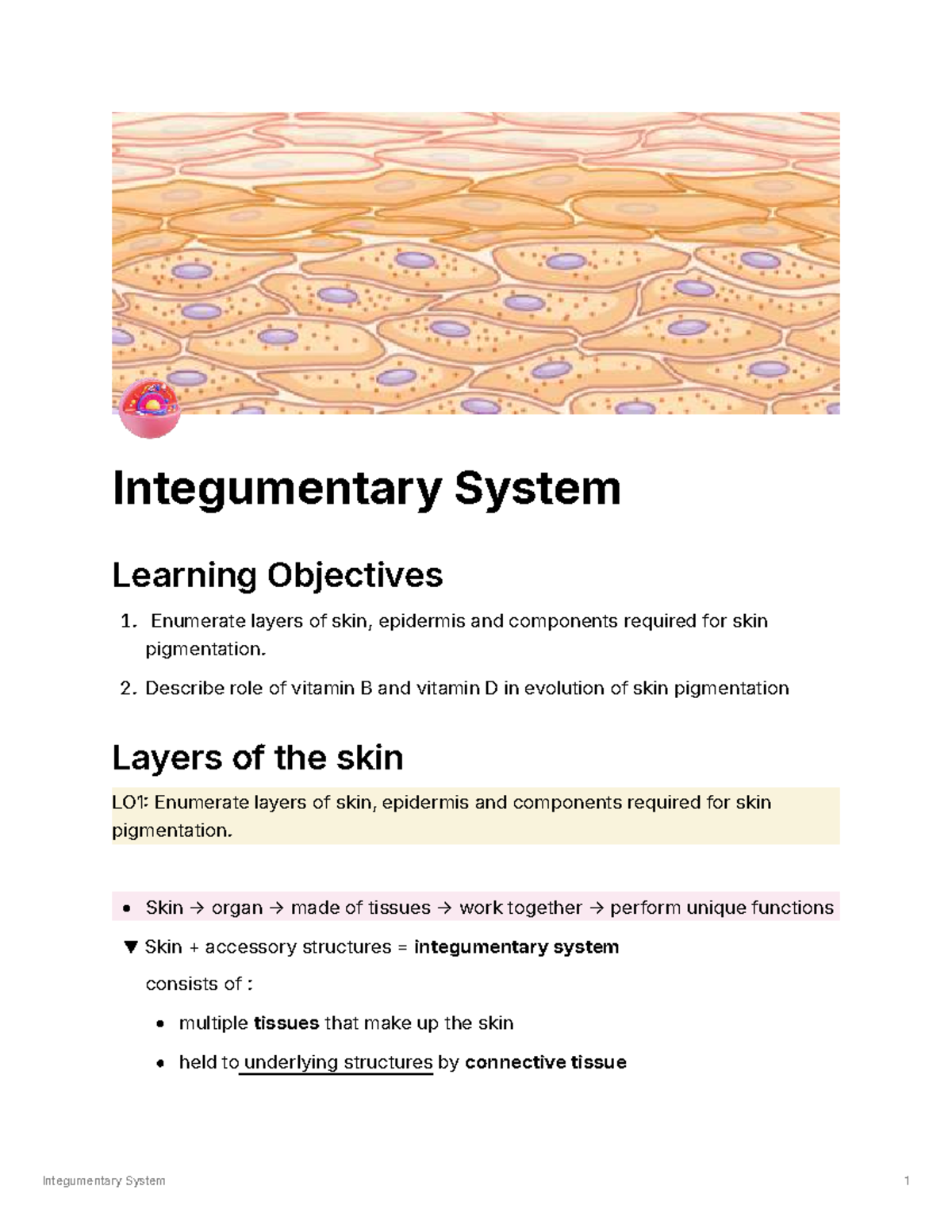 Integumentary System (BIO 101) Final Exam Study Notes on Skin ...