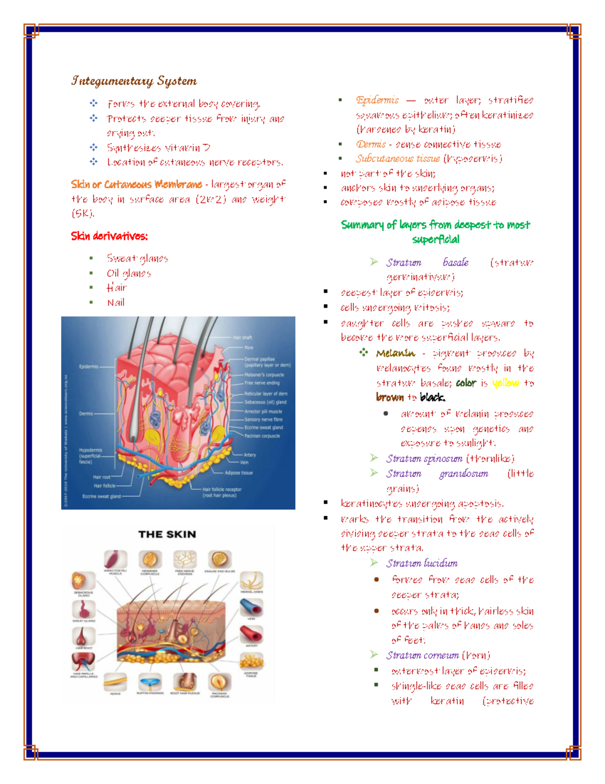 Integumentary System - Notes - Integumentary System Forms the external ...