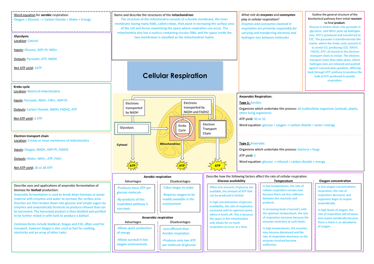Key Knowledge Notes - Respiration - Describe how the following factors ...