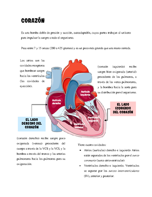 Cordon Espermatico - Moore. Fundamentos de Anatomía Con Orientación ...