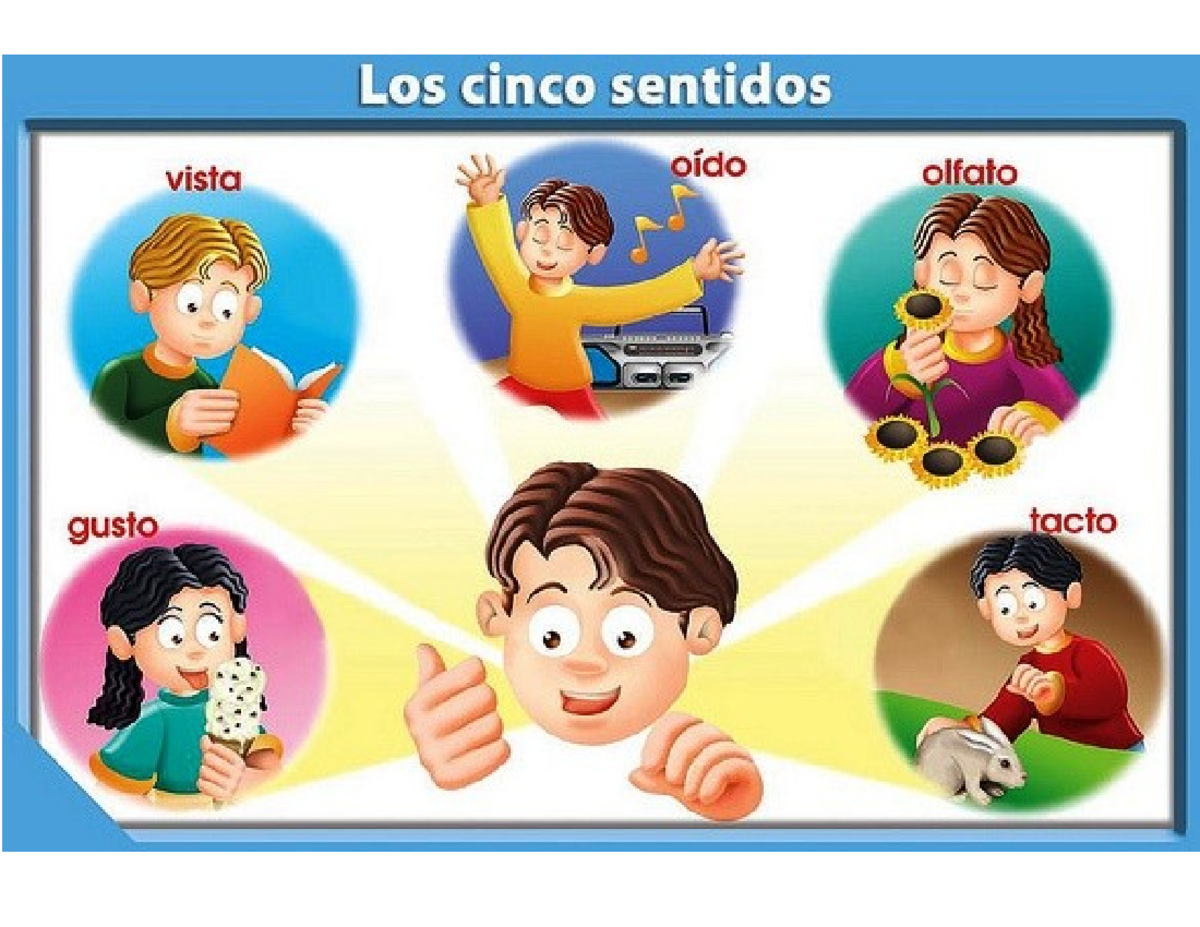 Los Cinco Sentidos: Vista, Oído, Olfato, Gusto y Tacto - Studocu