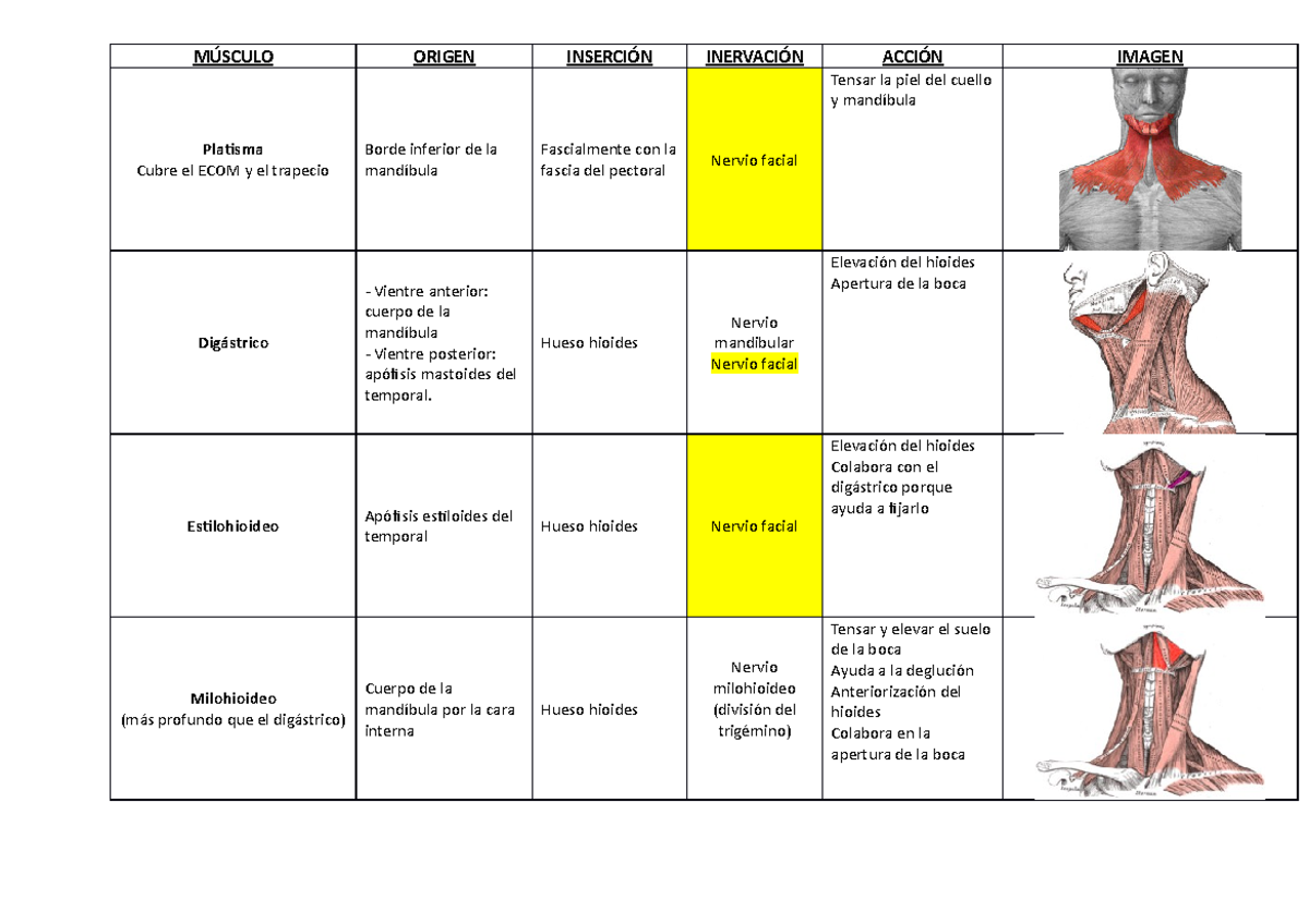 Musculos Del Cuello Se Muestran Los Músculos De La Cabeza Y El Cuello