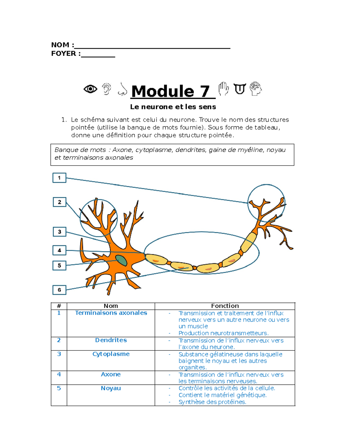 NOM FOYER Module 7 Correction Activité sur le Neurone et les Sens - Studocu