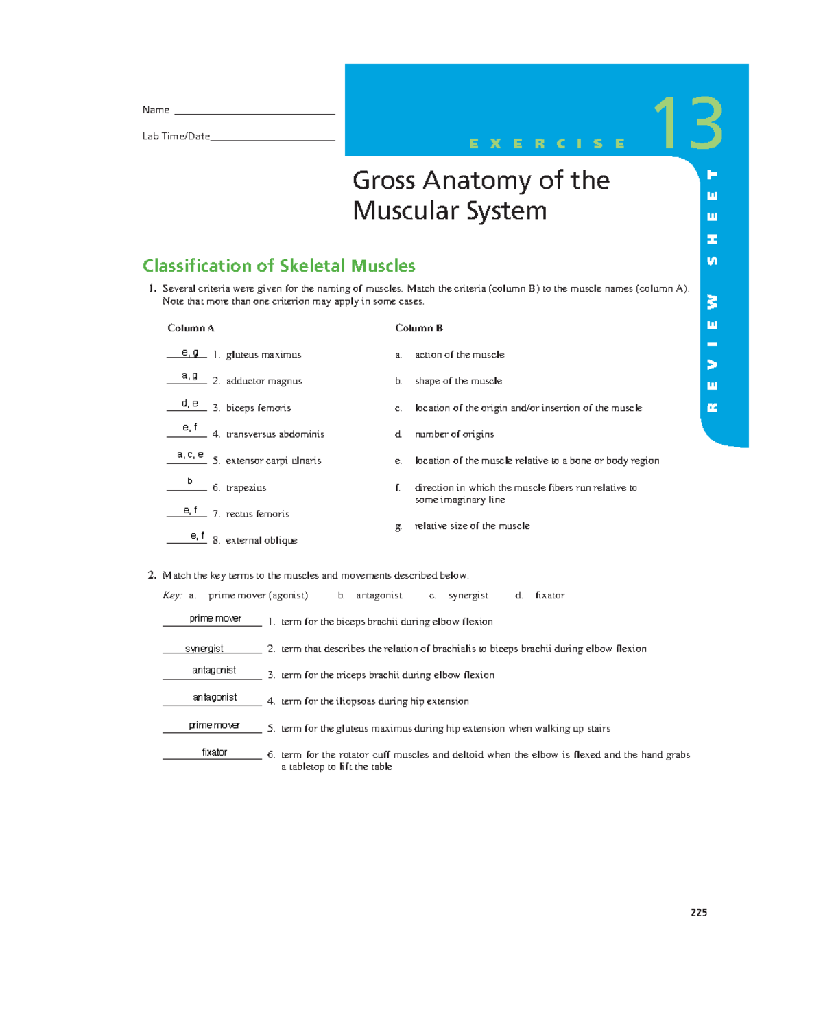 Exercise 13: Classification & Identification of Skeletal Muscles - Studocu