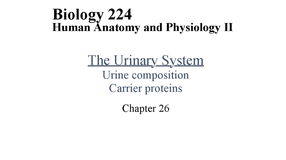 Biology 224 - Human Anatomy & Physiology II: Urinary System Overview ...