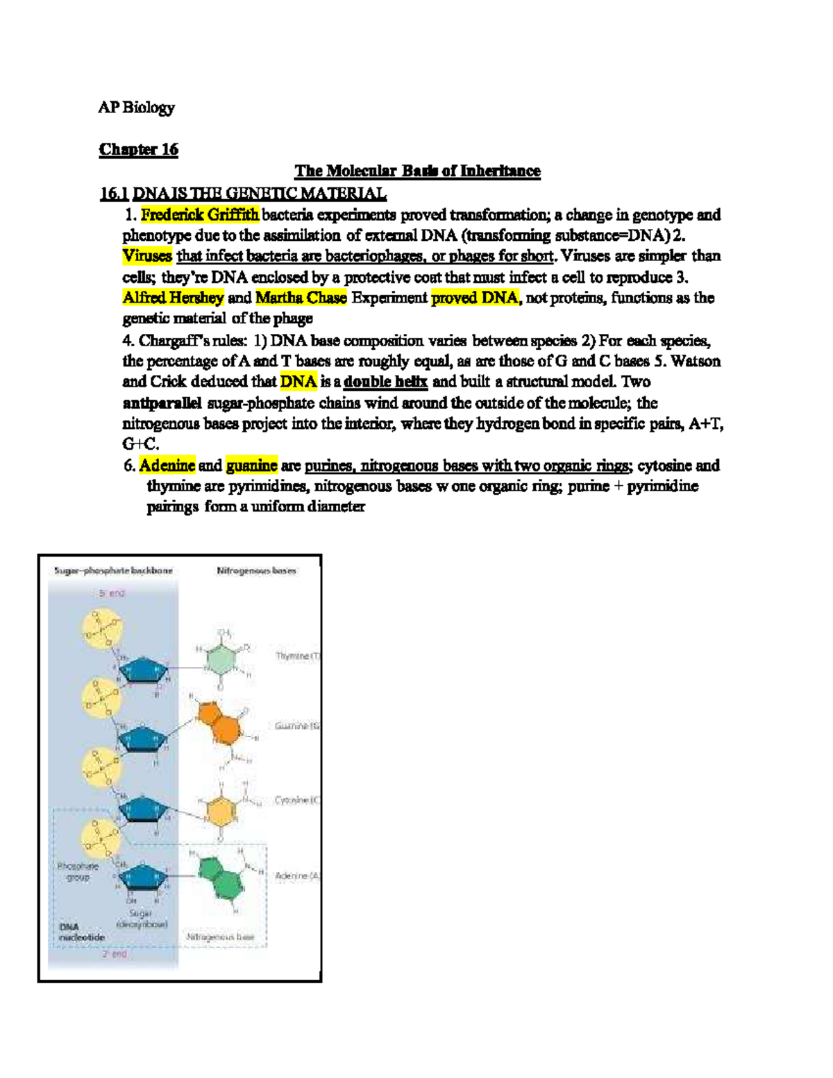 AP Biology Unit 5 Study Guide: Molecular Genetics and Protein Synthesis ...