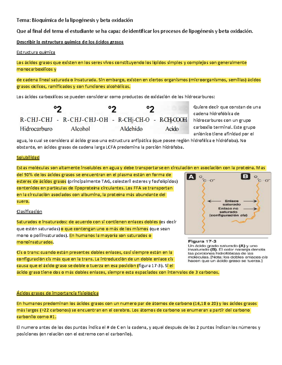 Resumen de los Procesos de Lipogénesis y Beta Oxidación en Bioquímica ...