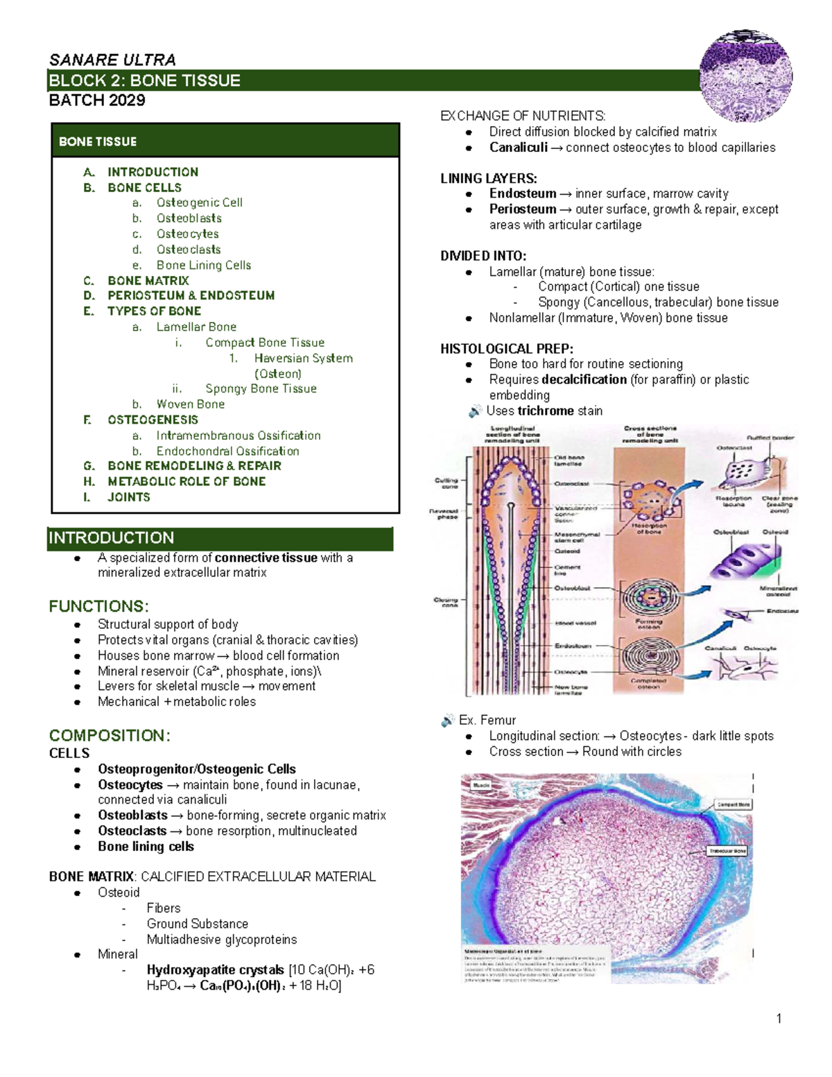HISTOLOGY: BLOCK 2 - BONE TISSUE STUDY NOTES (SANARE ULTRA 2029) - Studocu