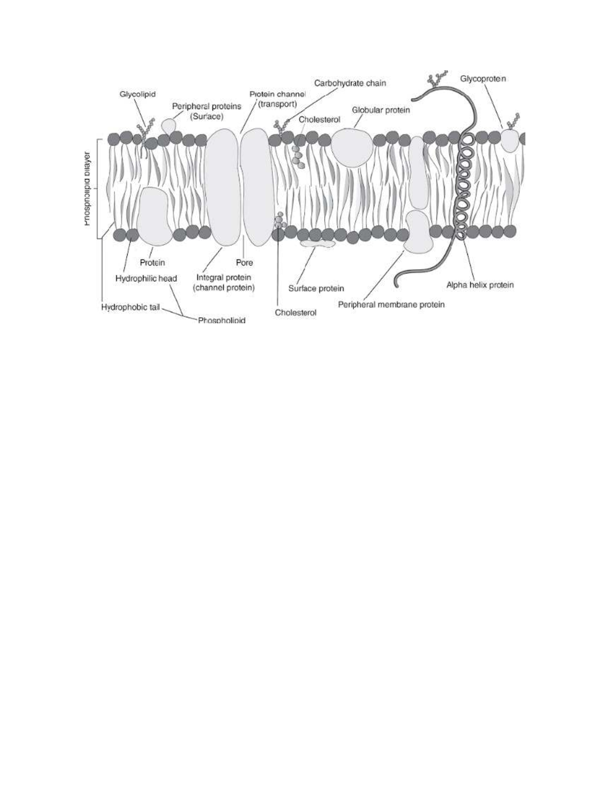 Diagrams for AP Bio Units 2, 4, and 6: Key Concepts and Processes - Studocu