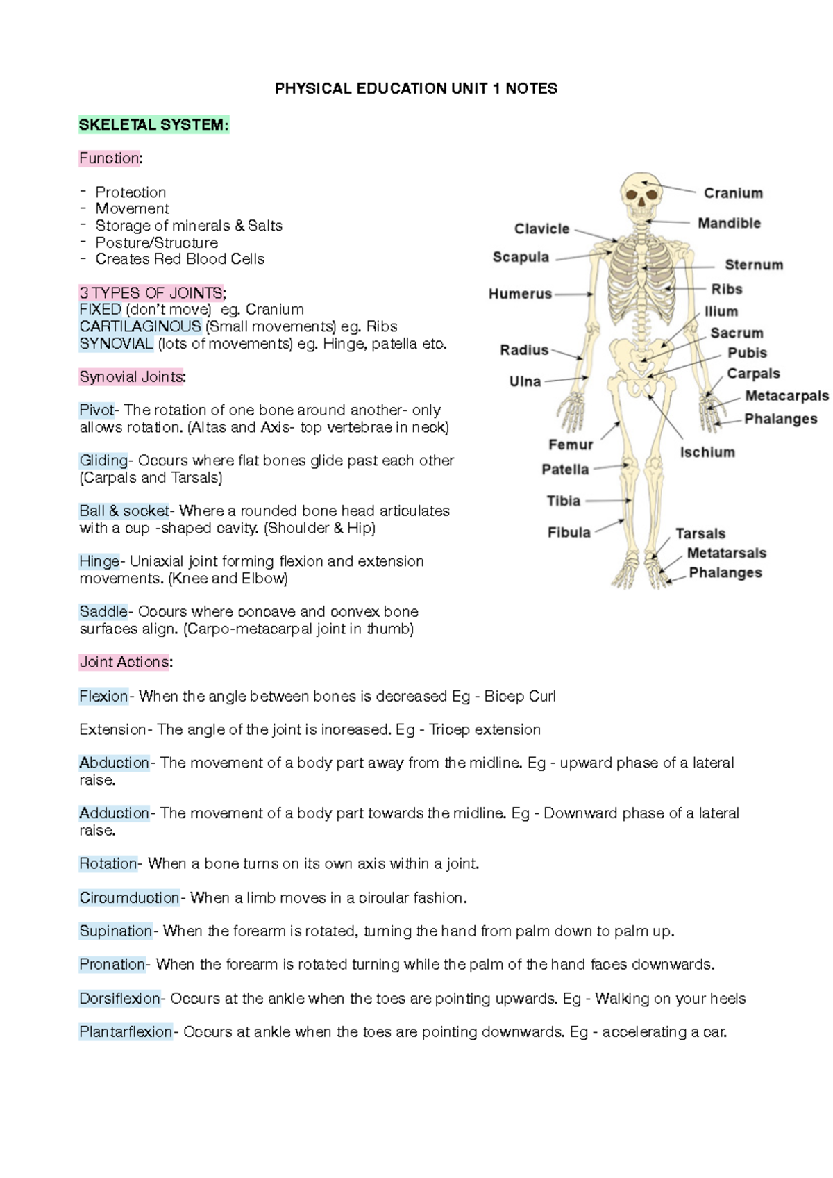 PE UNIT 1 - Comprehensive Notes on Skeletal & Cardiovascular Systems ...