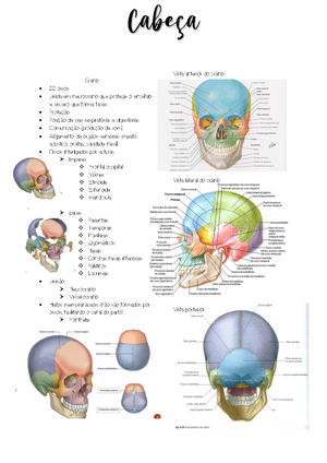 Questoes Anatomia - ATIVIDADE OSTEOLOGIA DO CR¬NIO 1- O crânio constitui o esqueleto da face e ...