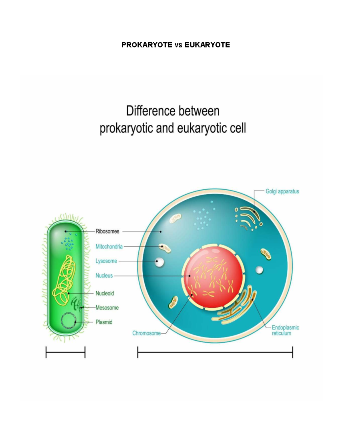 PROK 101: Prokaryote vs Eukaryote Comparison Guide - Studocu
